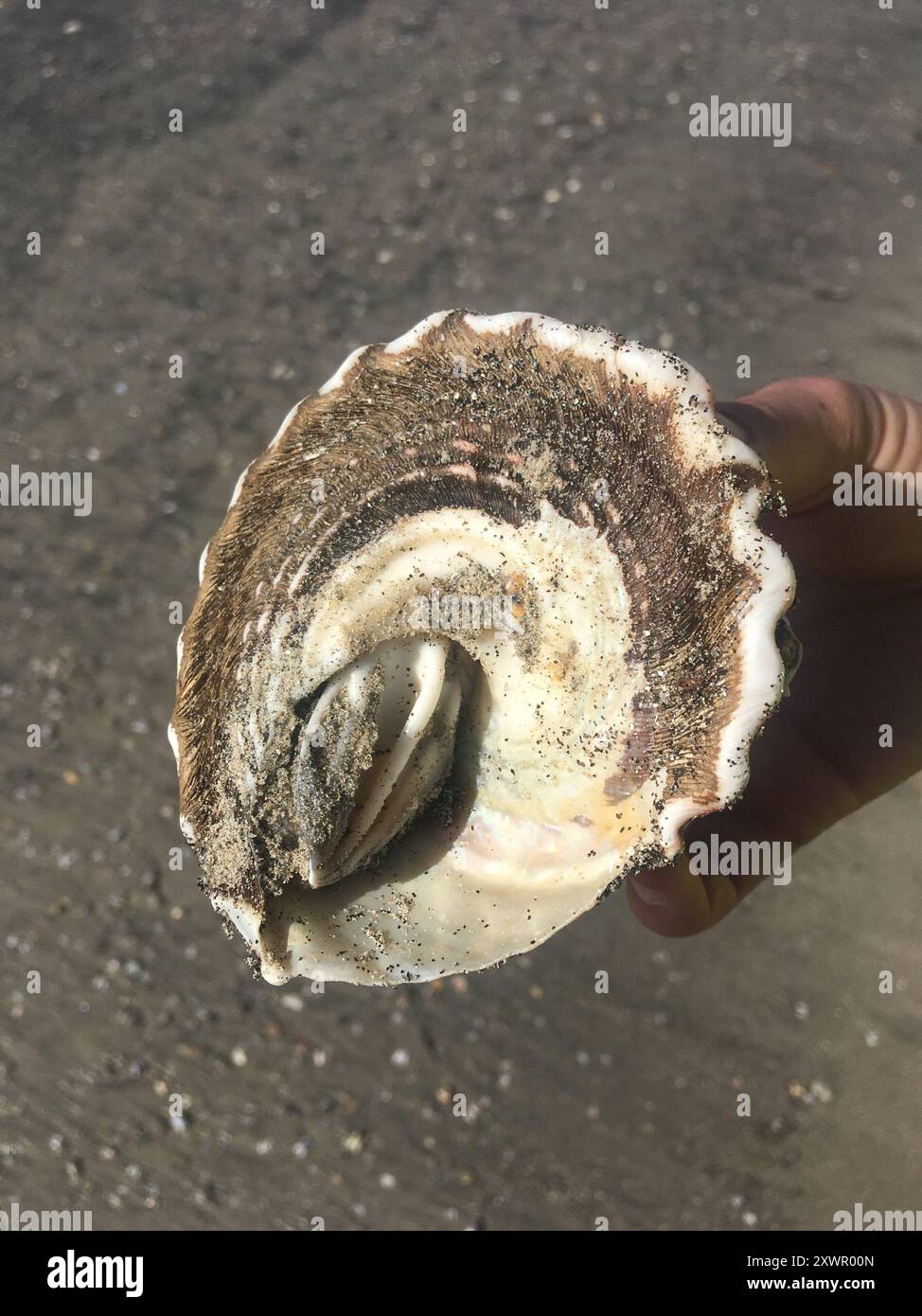 Wavy Turban (Megastraea undosa) Mollusca Stock Photo - Alamy