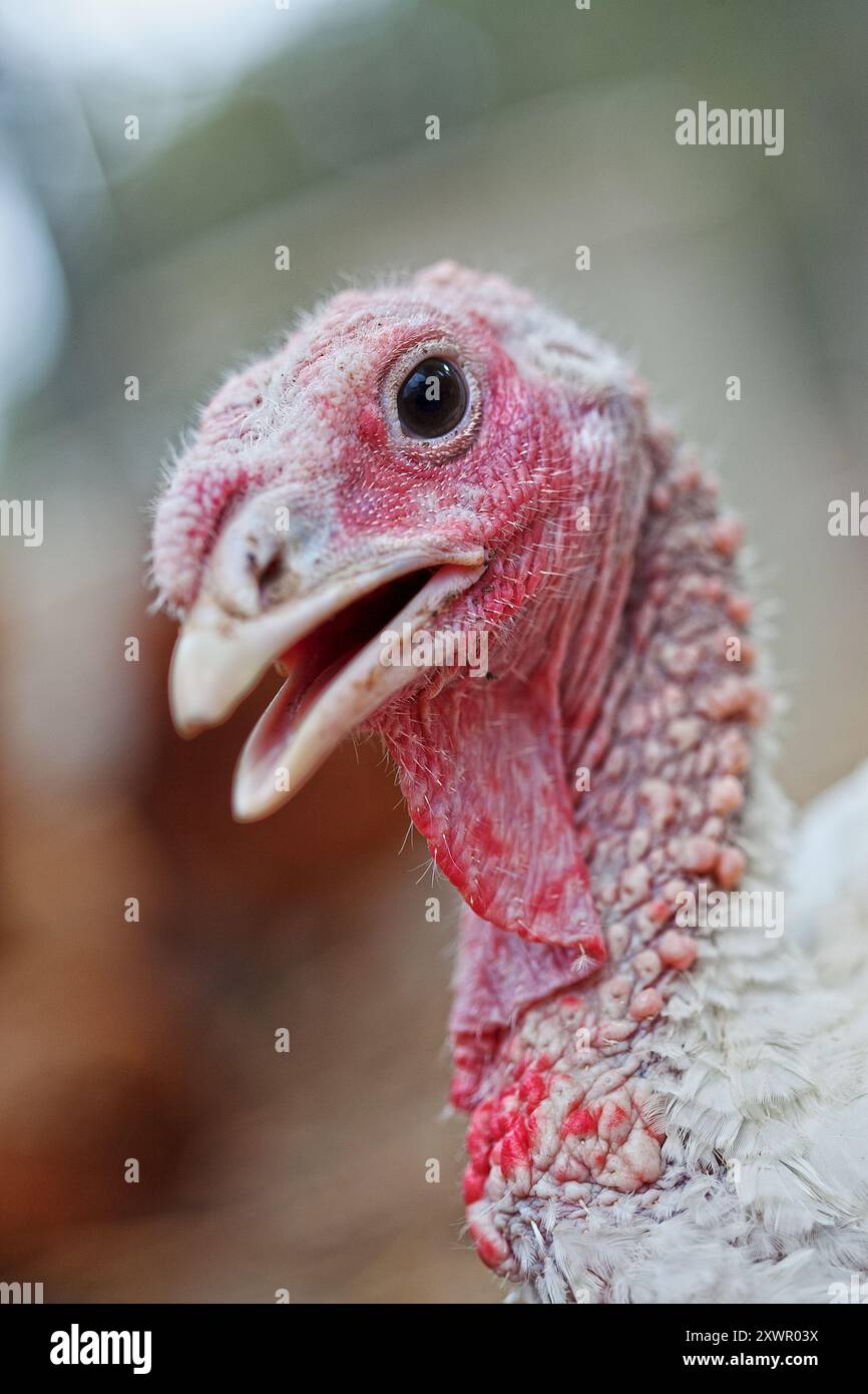 Free-range female turkey Stock Photo - Alamy