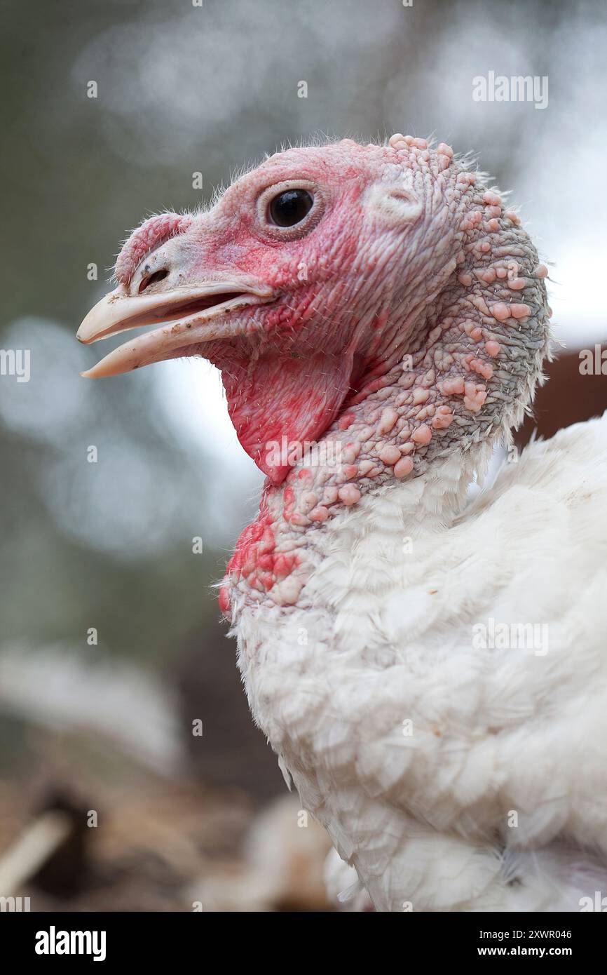 Female turkey hi-res stock photography and images - Alamy