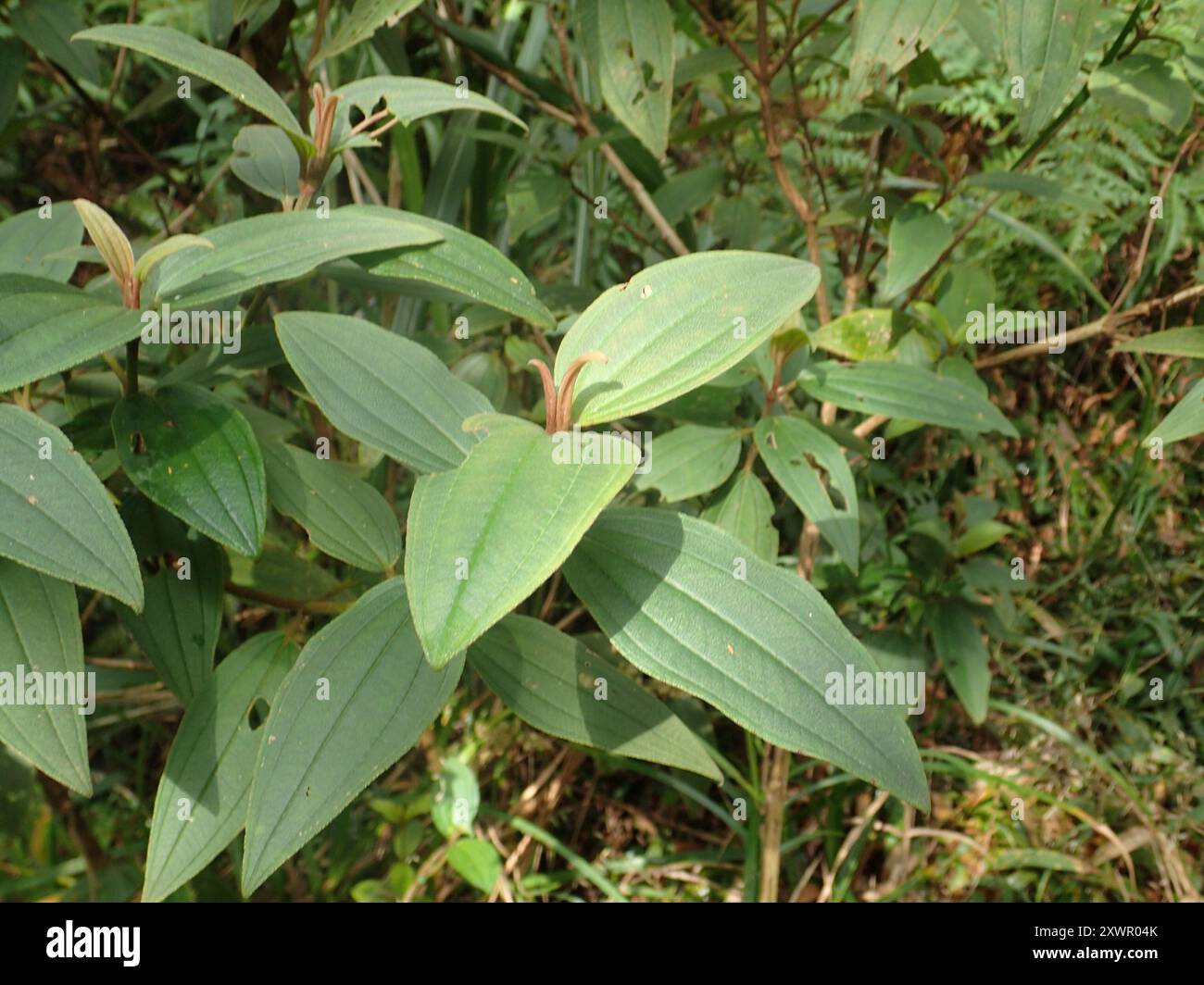 Common Melastoma (Melastoma candidum) Plantae Stock Photo - Alamy