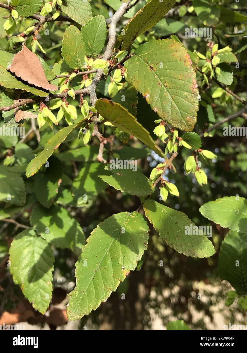 Cedar Elm (Ulmus crassifolia) Plantae Stock Photo - Alamy