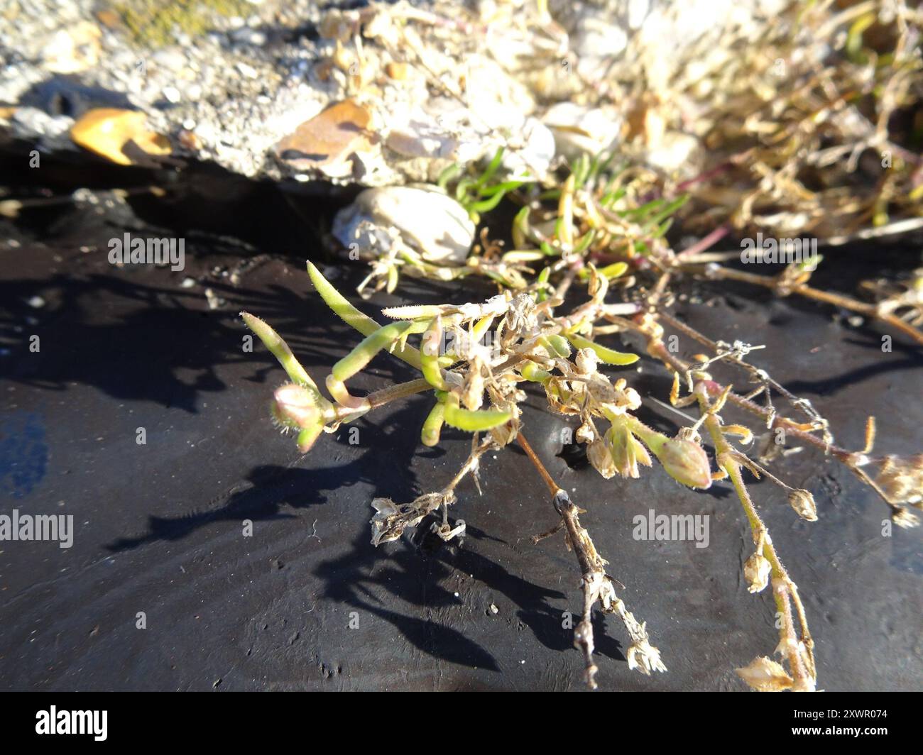 Saltmarsh Sand Spurry (Spergularia marina) Plantae Stock Photo - Alamy