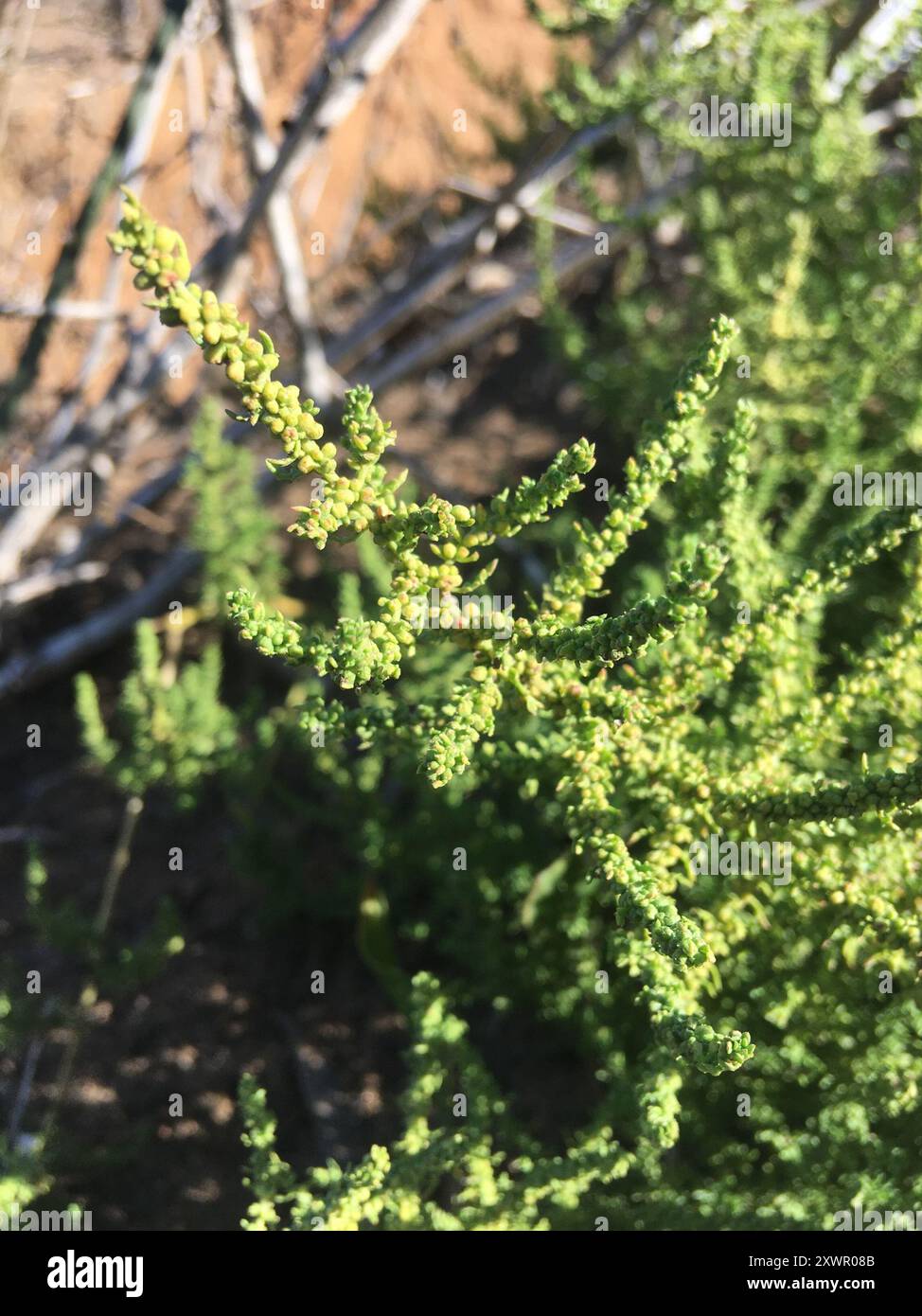 cutleaf goosefoot (Dysphania multifida) Plantae Stock Photo - Alamy