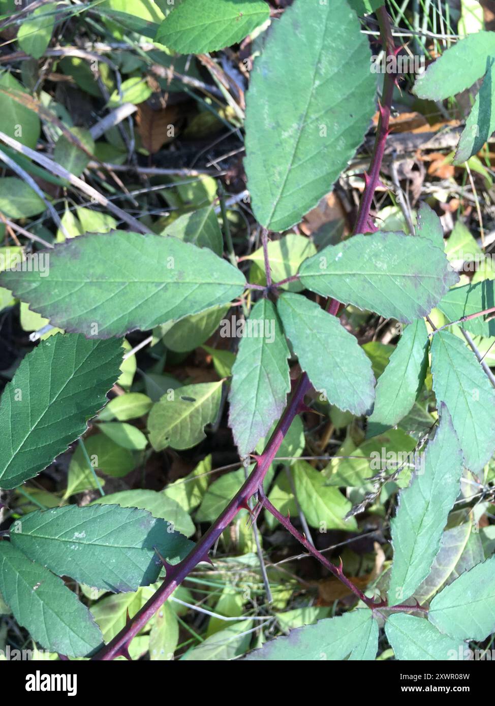 brambles (Rubus) Plantae Stock Photo - Alamy