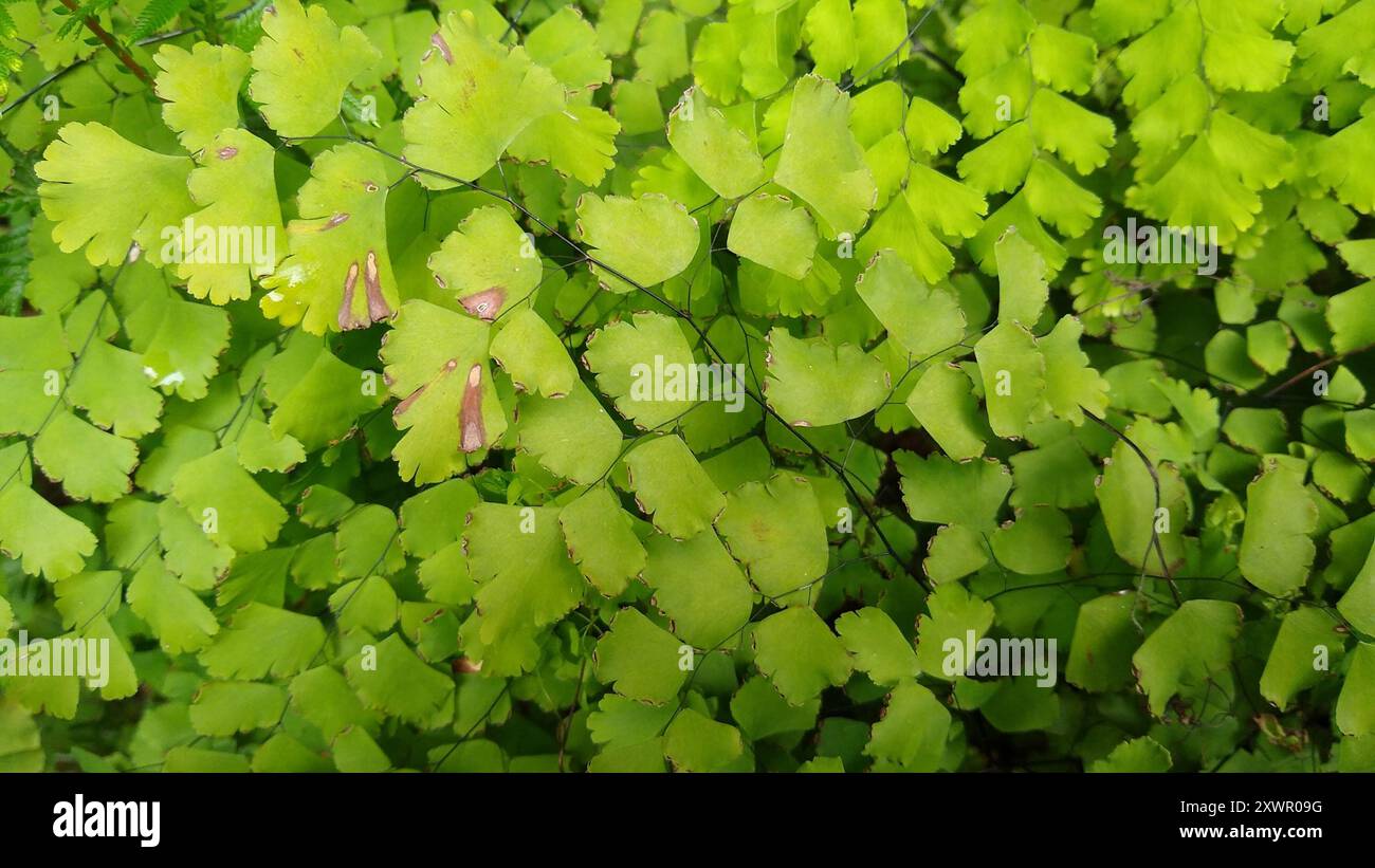 Fan Maidenhair Fern (Adiantum tenerum) Plantae Stock Photo - Alamy
