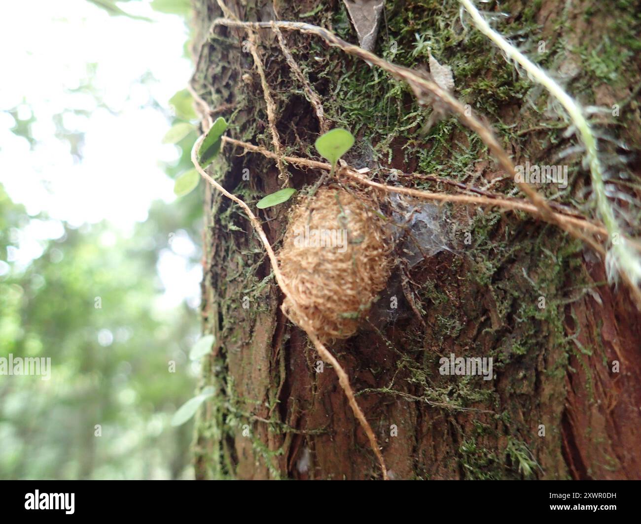 Fishbone Fern (Nephrolepis cordifolia) Plantae Stock Photo - Alamy