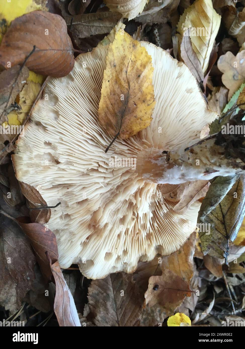Cloudy Clitocybe (Clitocybe nebularis) Fungi Stock Photo - Alamy