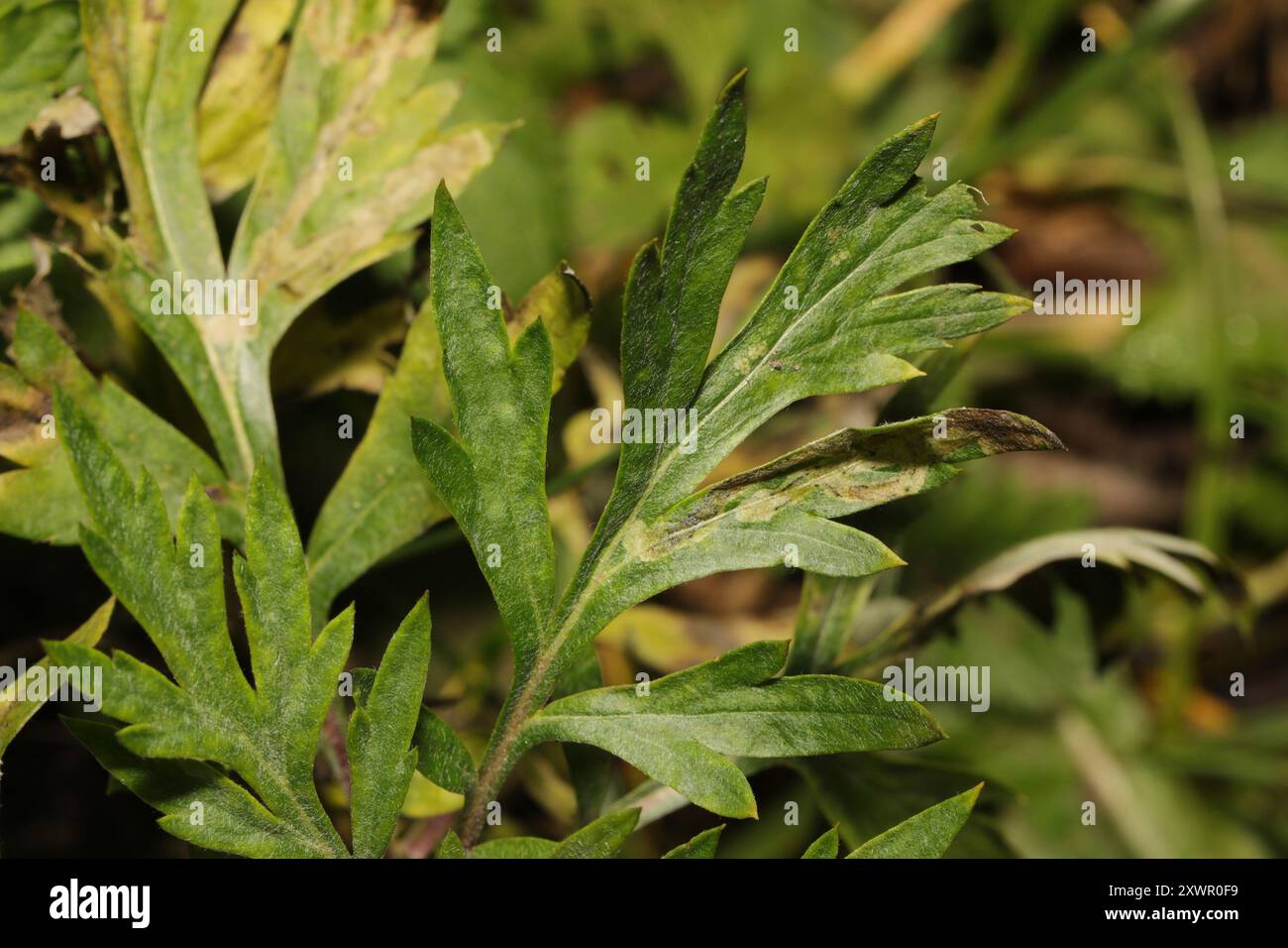 Trypeta zoe hi-res stock photography and images - Alamy