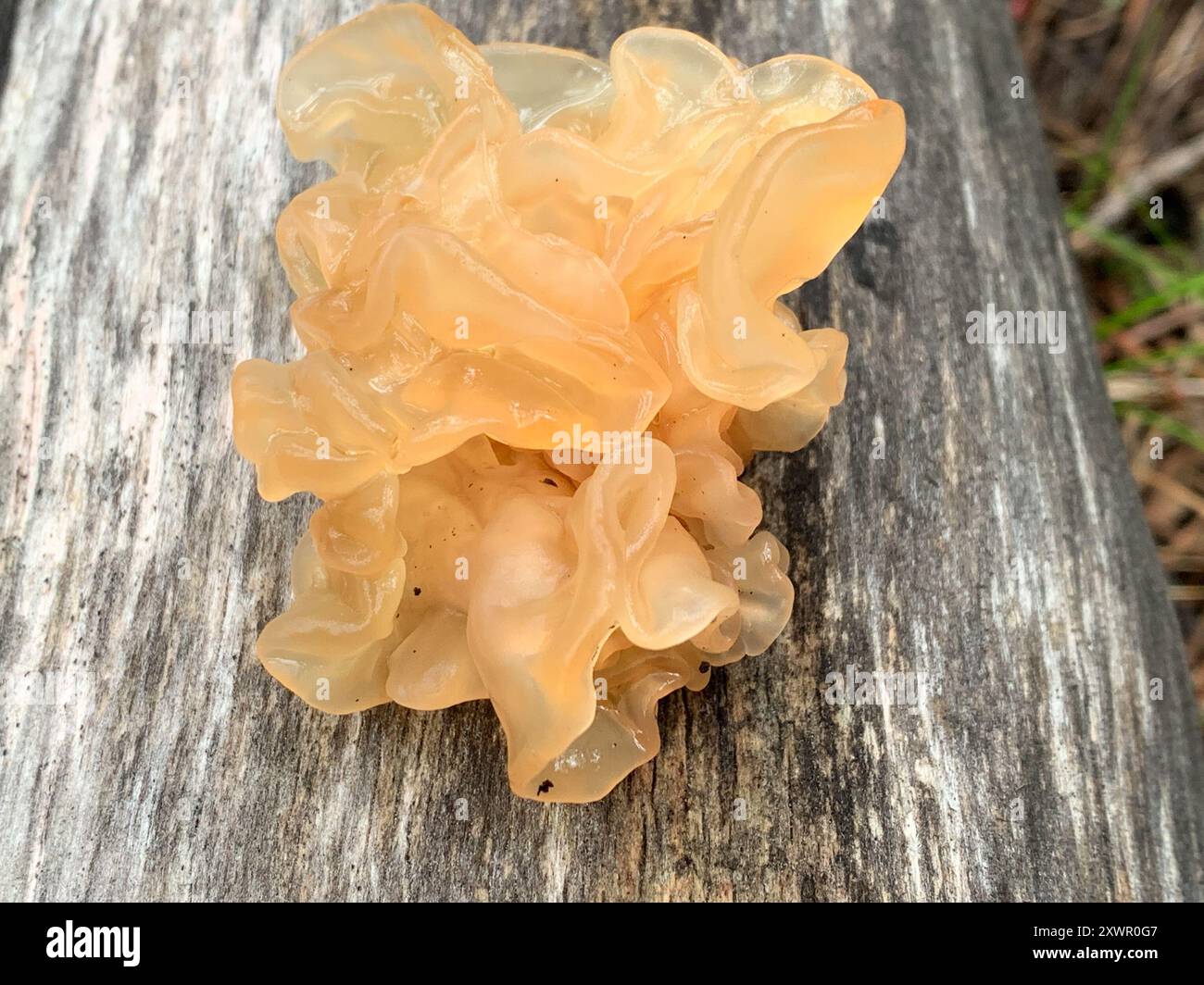 Tremellaceae fungi hi-res stock photography and images - Alamy