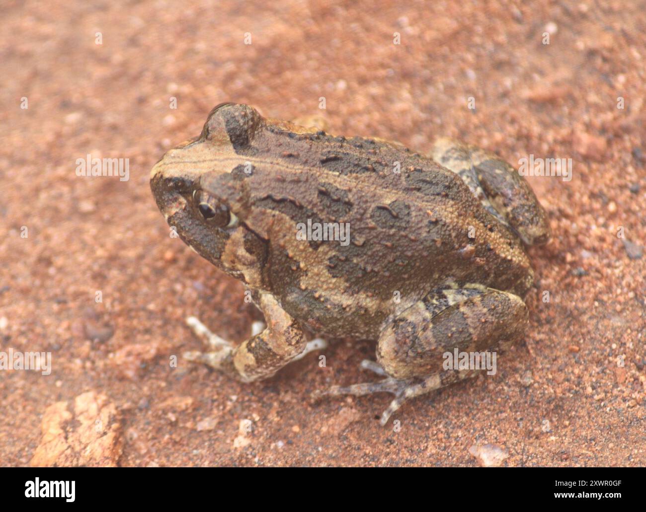 Indian Burrowing Frog (Sphaerotheca breviceps) Amphibia Stock Photo - Alamy