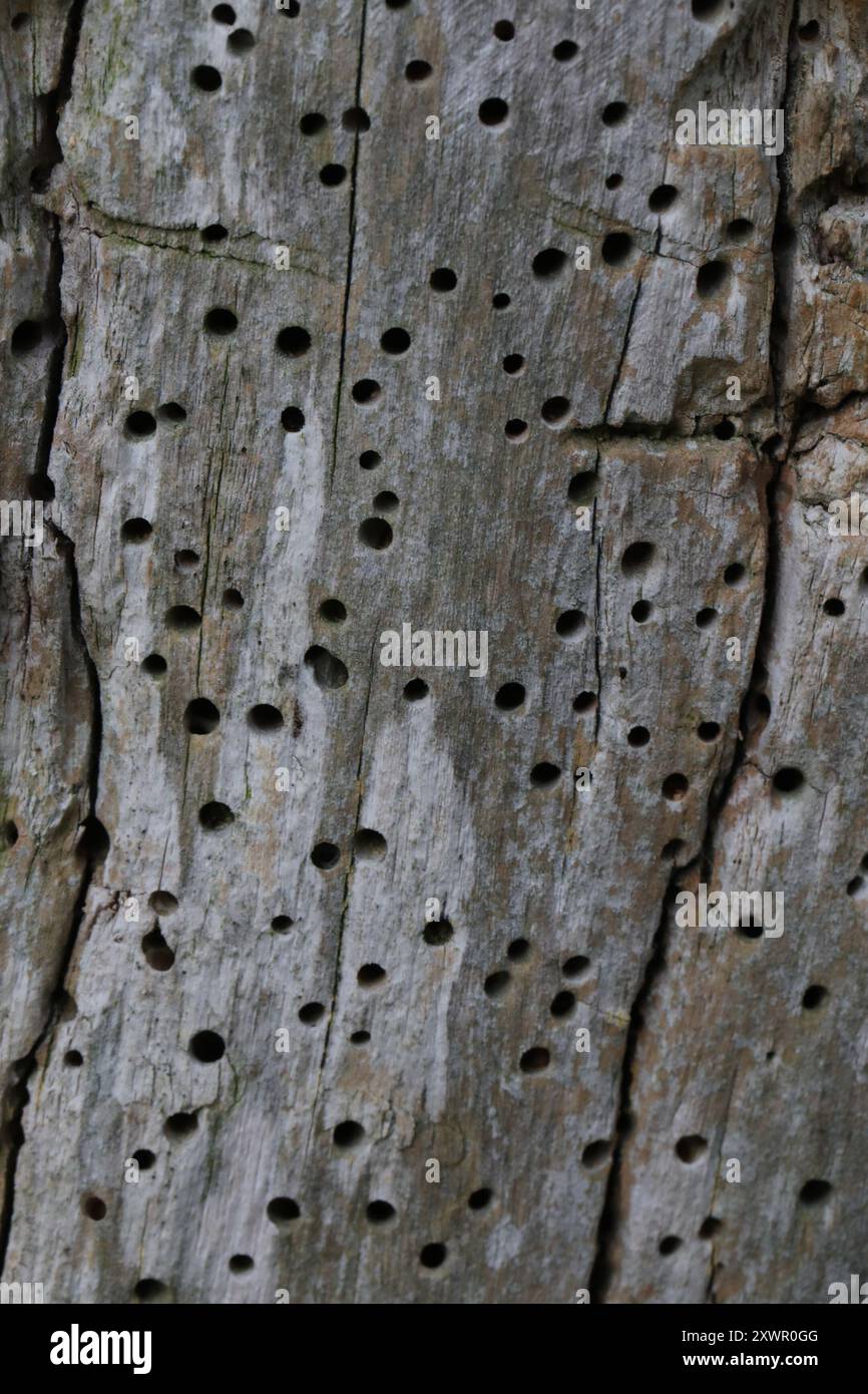 Deathwatch, Spider, and Wood-borer Beetles (Ptinidae) Insecta Stock ...