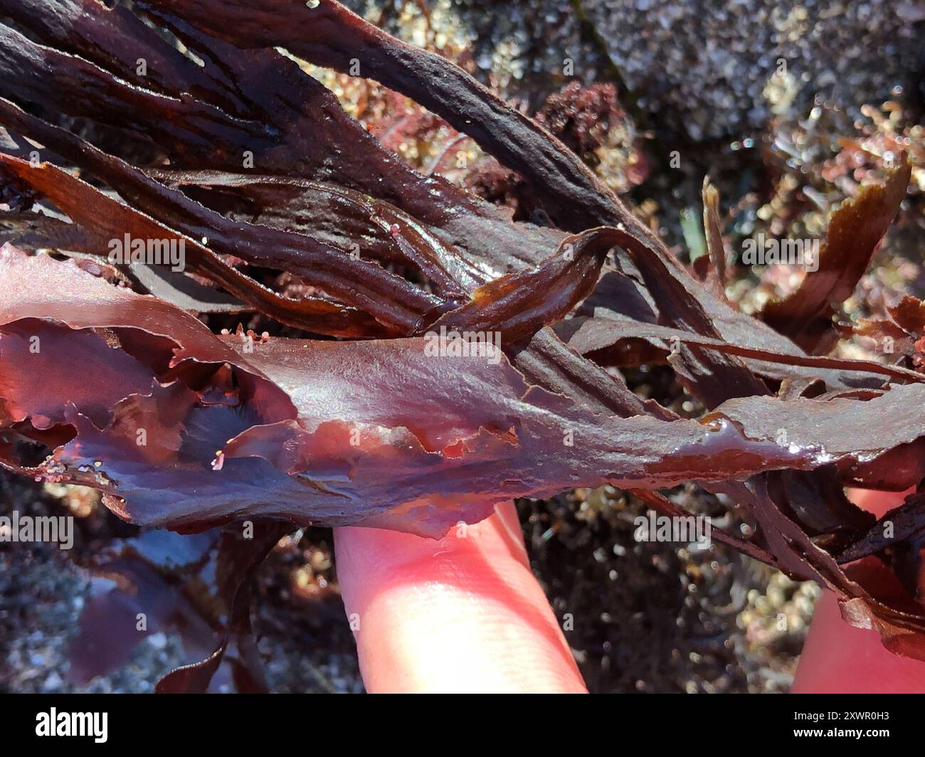 Grape Tongue (Cryptopleura ruprechtiana) Plantae Stock Photo - Alamy