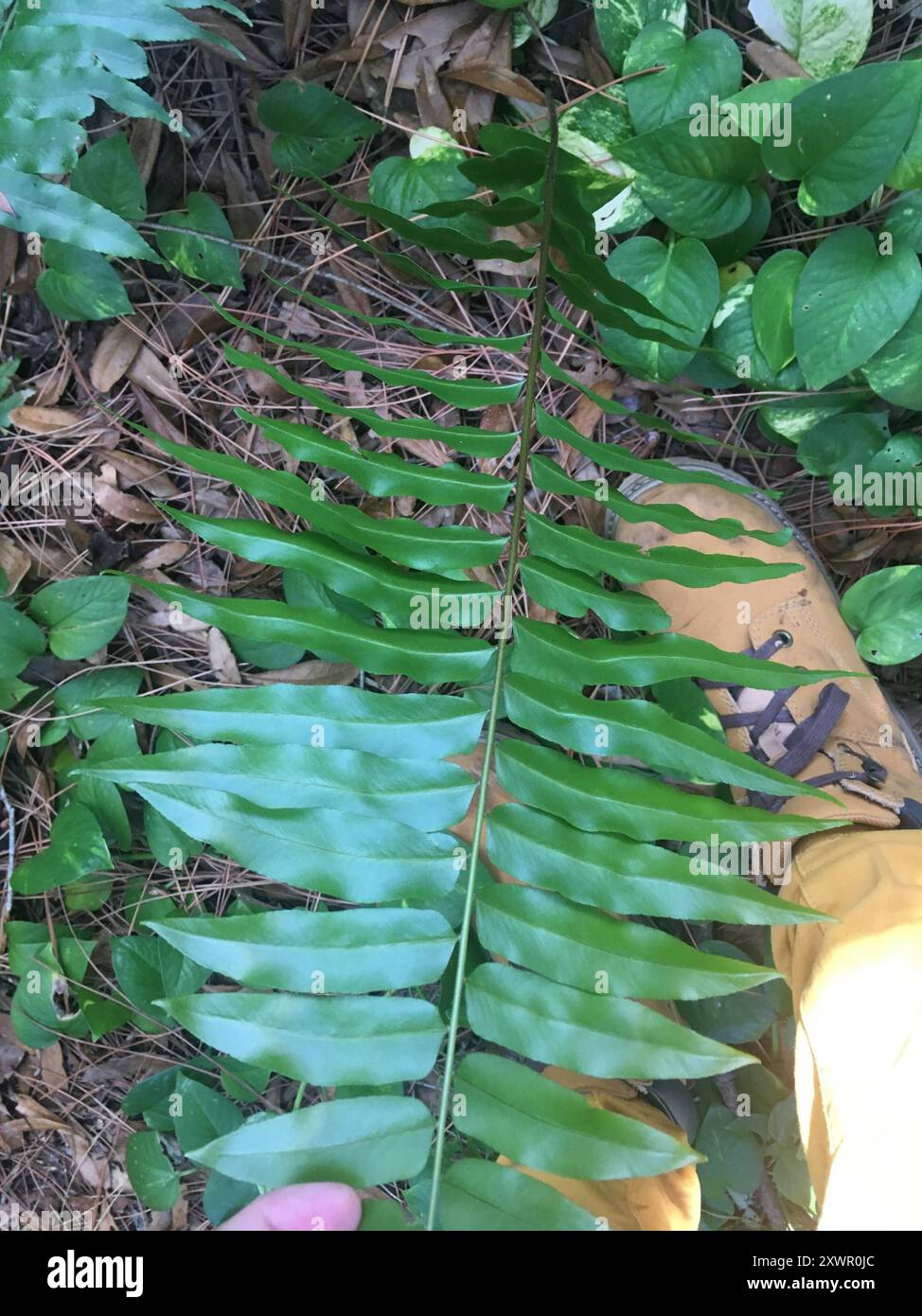 Broad Sword Fern (Nephrolepis biserrata) Plantae Stock Photo - Alamy