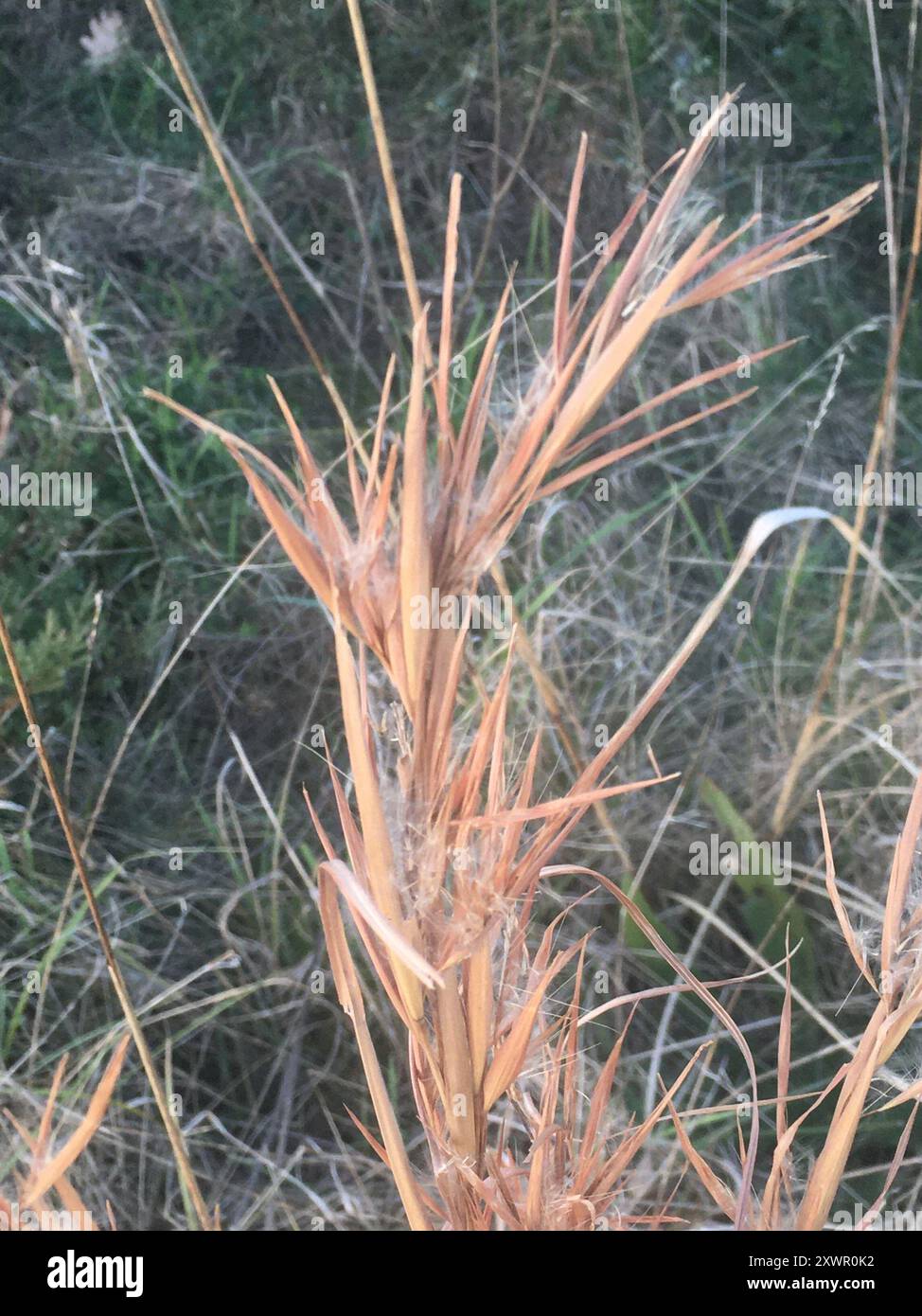broomsedge bluestem (Andropogon virginicus) Plantae Stock Photo - Alamy