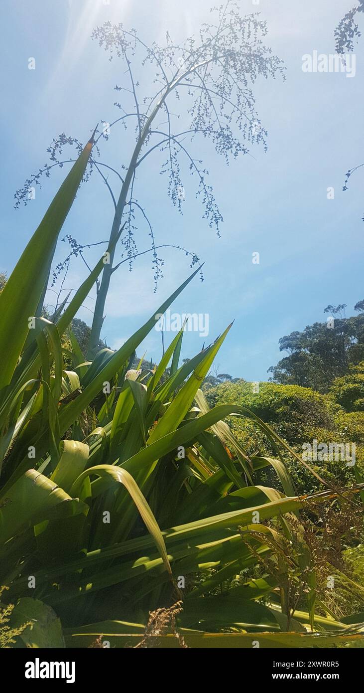 Mauritius hemp (Furcraea foetida) Plantae Stock Photo - Alamy