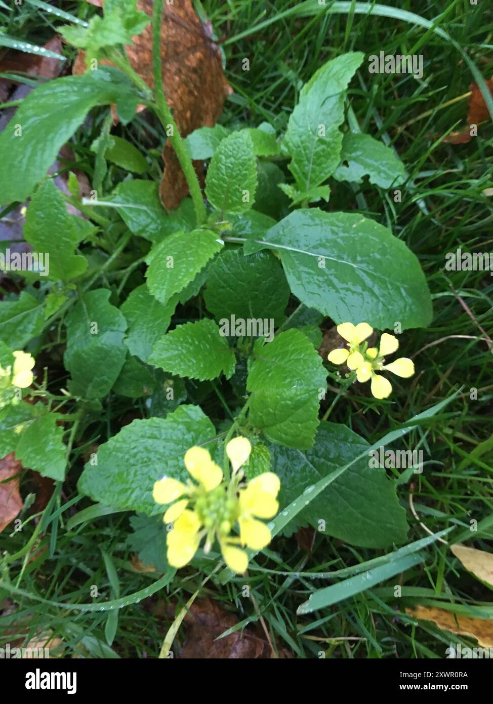 charlock (Mutarda arvensis) Plantae Stock Photo - Alamy