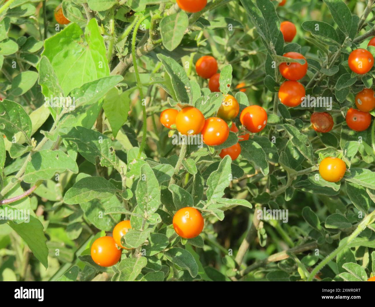 Jerusalem cherry (Solanum pseudocapsicum) Plantae Stock Photo - Alamy