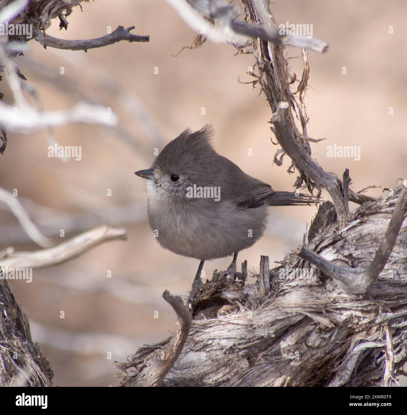 Juniper titmouse hi-res stock photography and images - Alamy