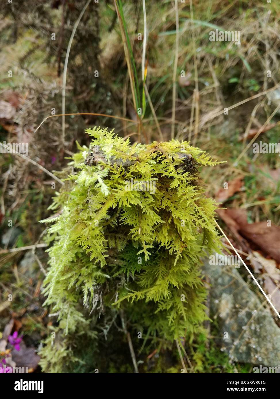 Common Tamarisk-moss (Thuidium tamariscinum) Plantae Stock Photo - Alamy