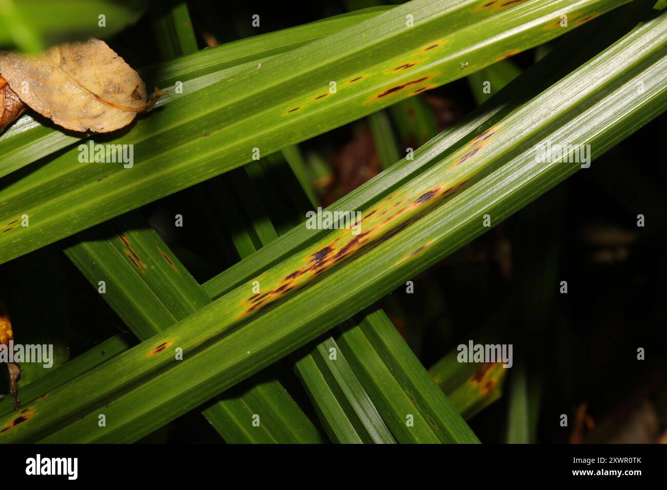 Puccinia caricina fungi hi-res stock photography and images - Alamy