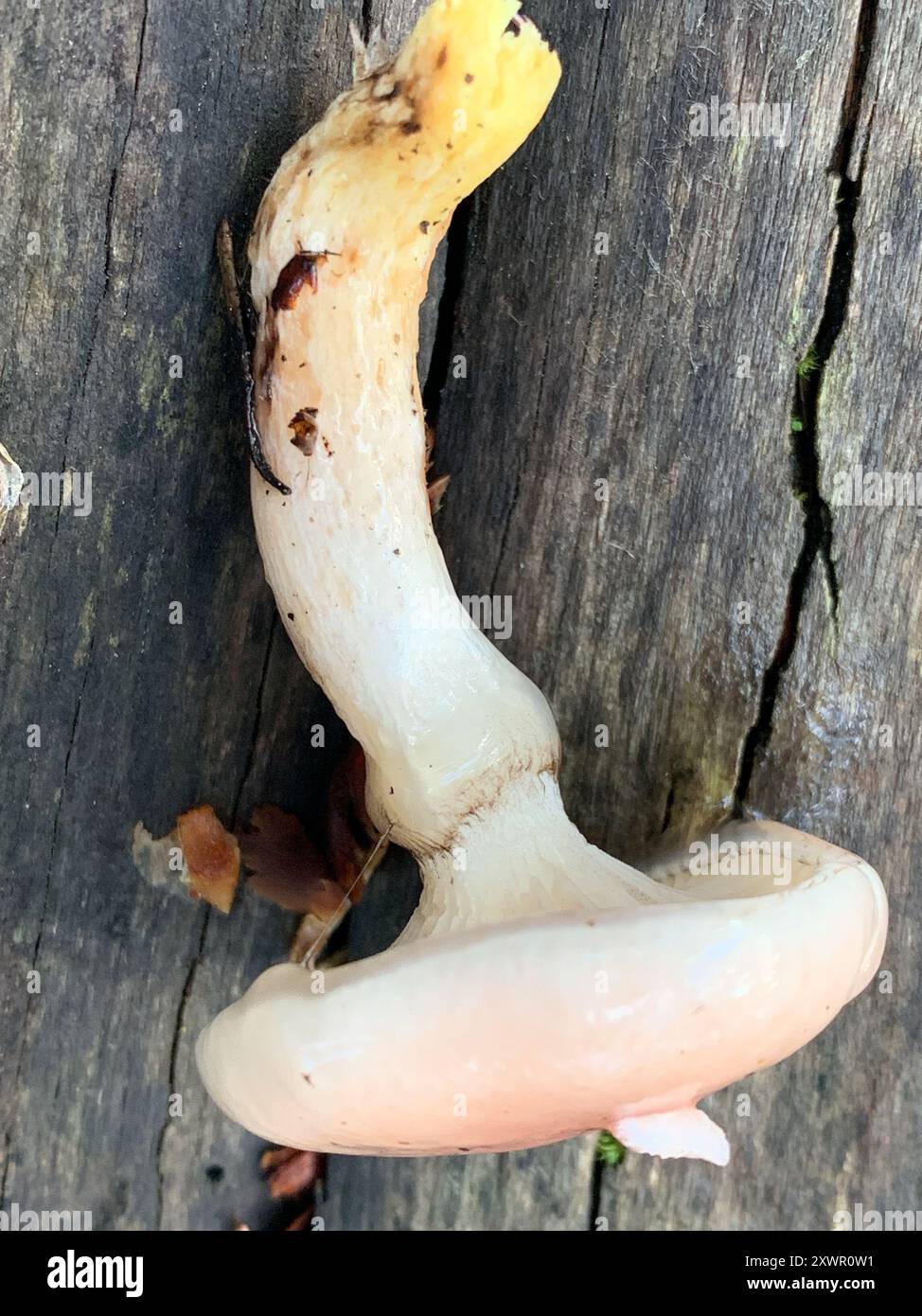 Spikes (Gomphidius) Fungi Stock Photo - Alamy