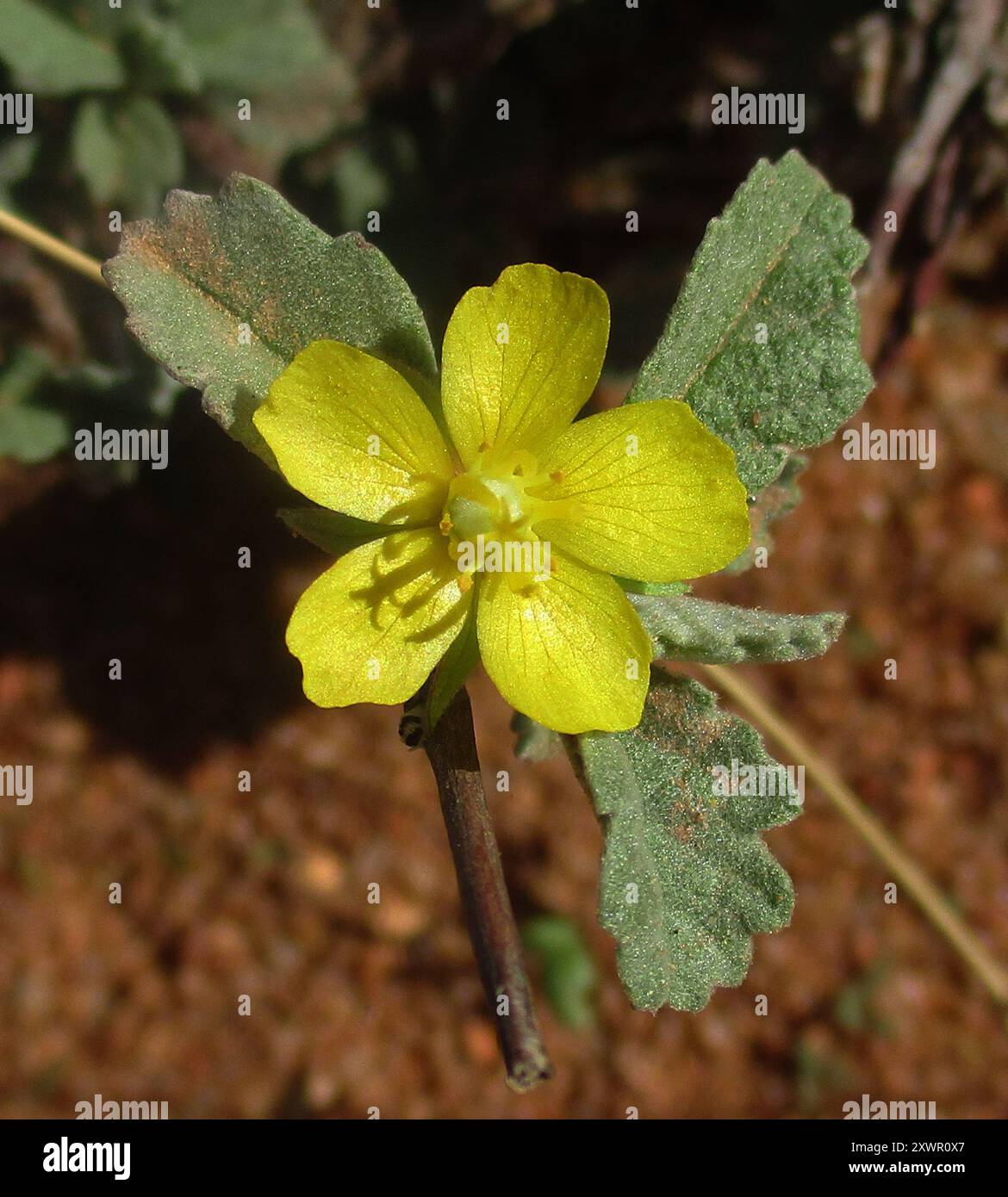 Mallow and Hibiscus Family (Malvaceae) Plantae Stock Photo - Alamy