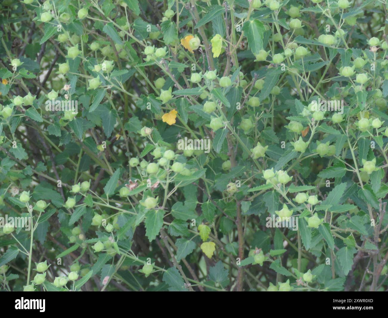 Spearleaf Swampmallow (Pavonia hastata) Plantae Stock Photo - Alamy