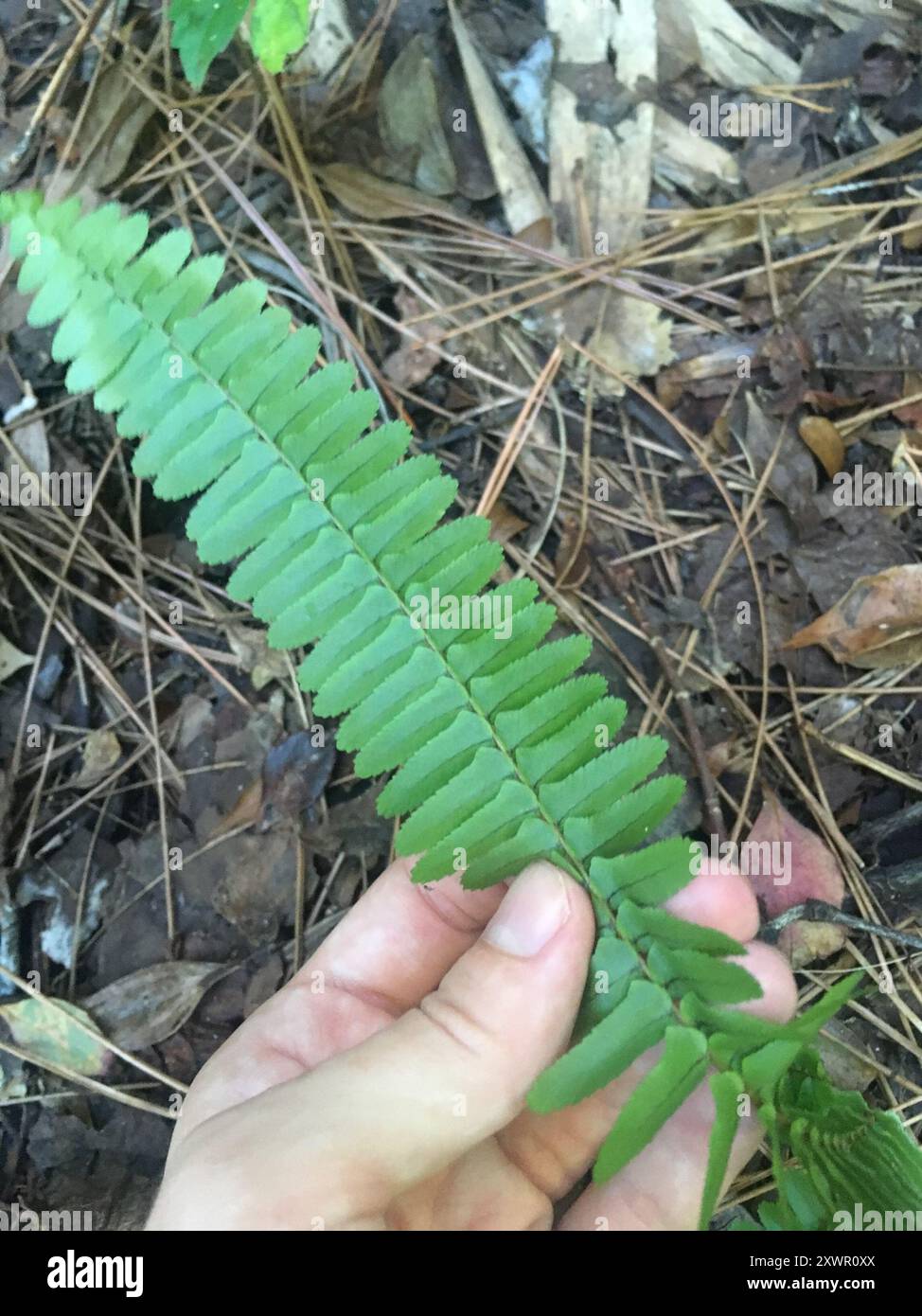 Fishbone Fern (Nephrolepis cordifolia) Plantae Stock Photo - Alamy