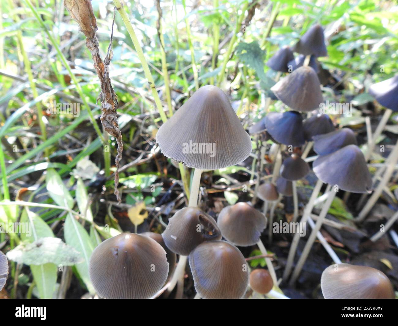 Conopilea hi-res stock photography and images - Alamy