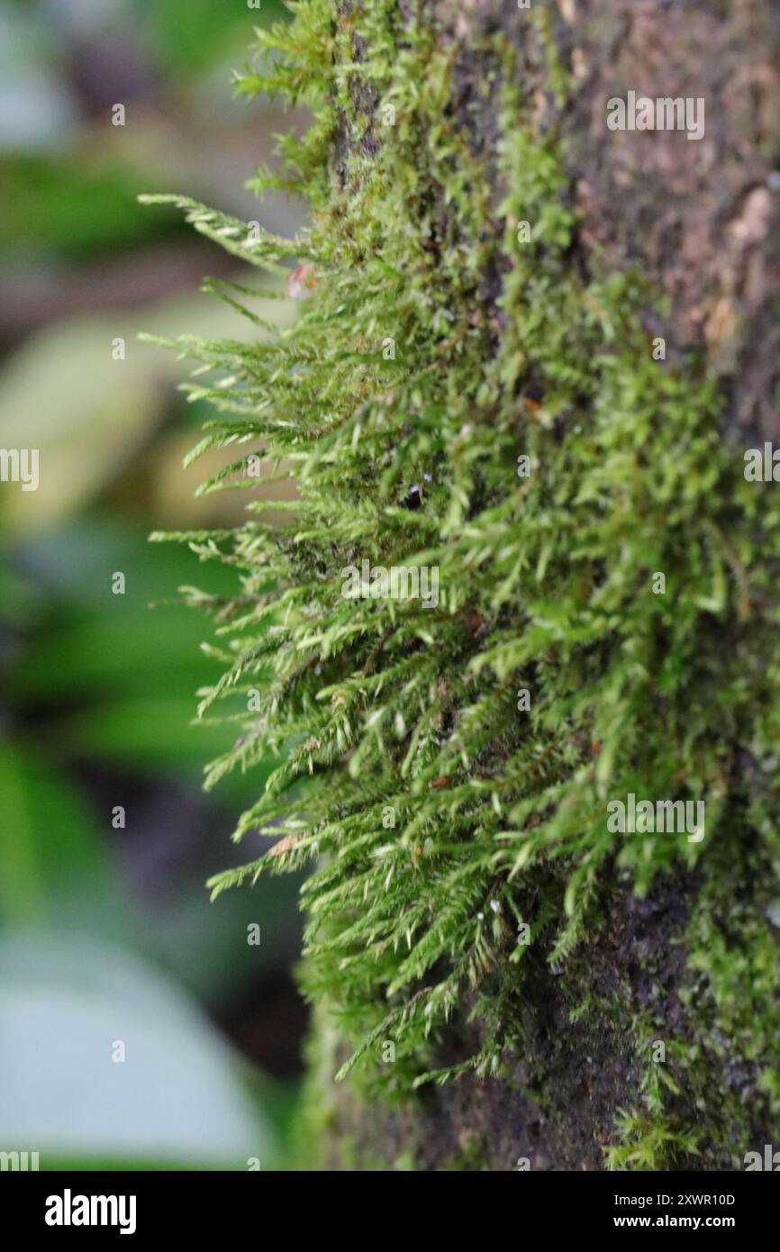 Lateral Cryphaea (Cryphaea heteromalla) Plantae Stock Photo - Alamy