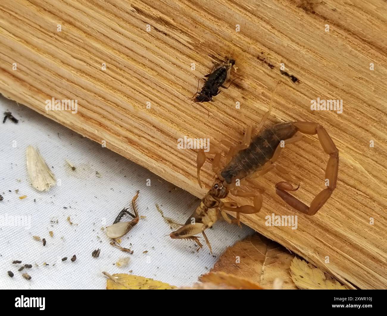 Striped Bark Scorpion (Centruroides vittatus) Arachnida Stock Photo - Alamy
