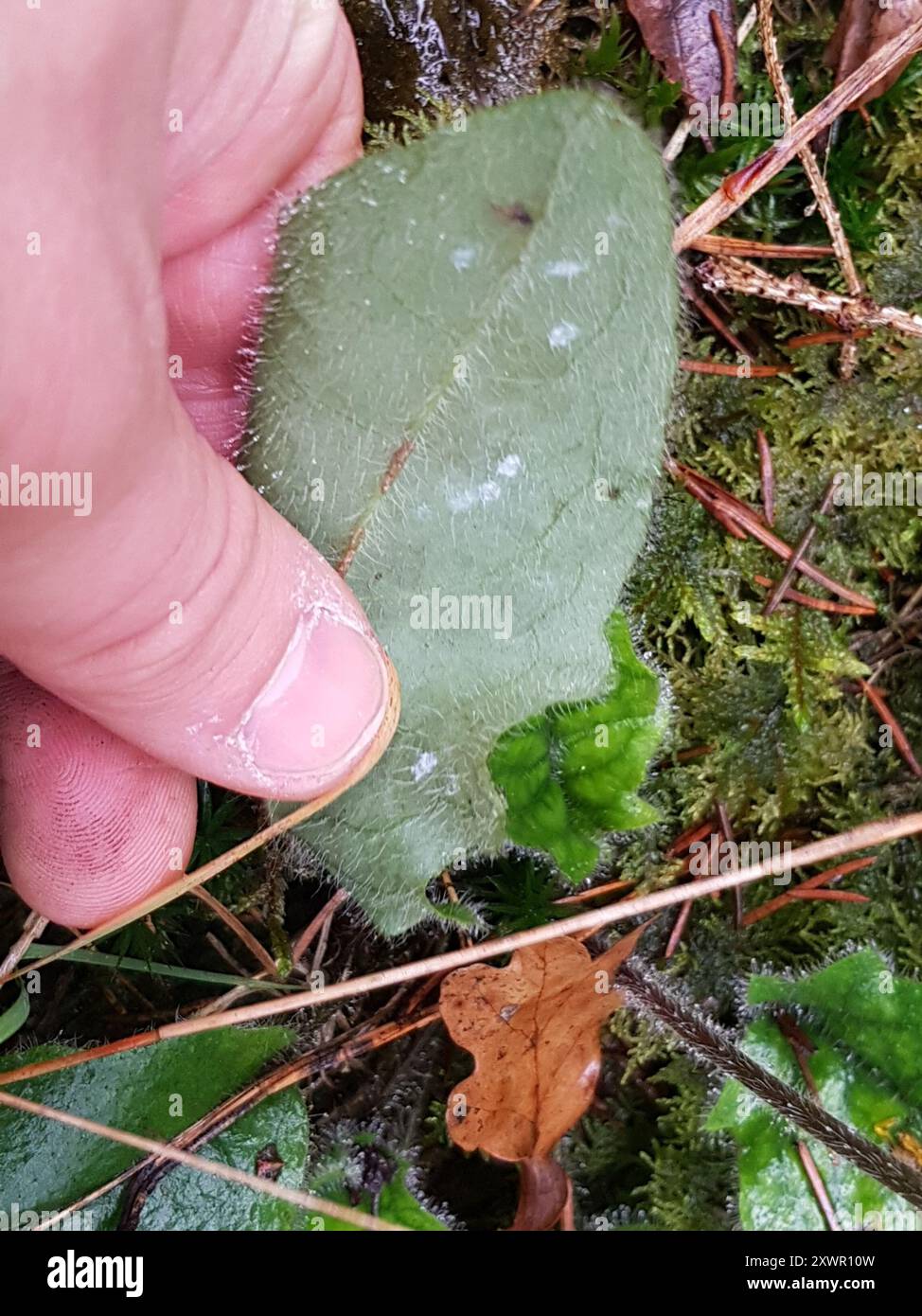 Wall hawkweed (Hieracium murorum) Plantae Stock Photo - Alamy