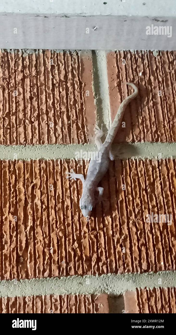 Southern Marbled Gecko (Christinus marmoratus) Reptilia Stock Photo - Alamy