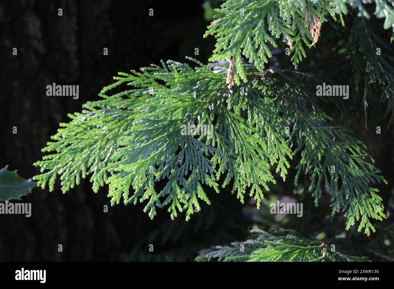 cypress family (Cupressaceae) Plantae Stock Photo - Alamy