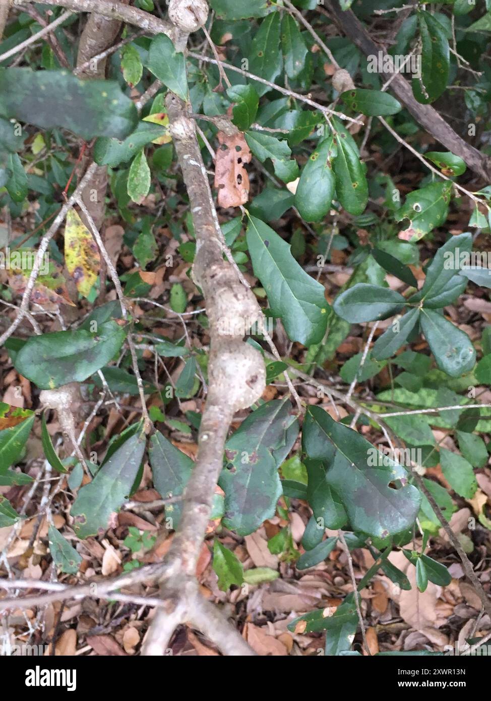 Southern Live Oak Stem Gall Wasp (Callirhytis quercusbatatoides ...