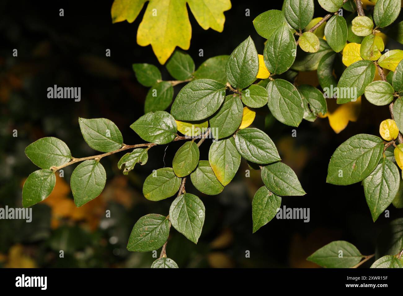 Himalayan cotoneaster simonsii hi-res stock photography and images - Alamy