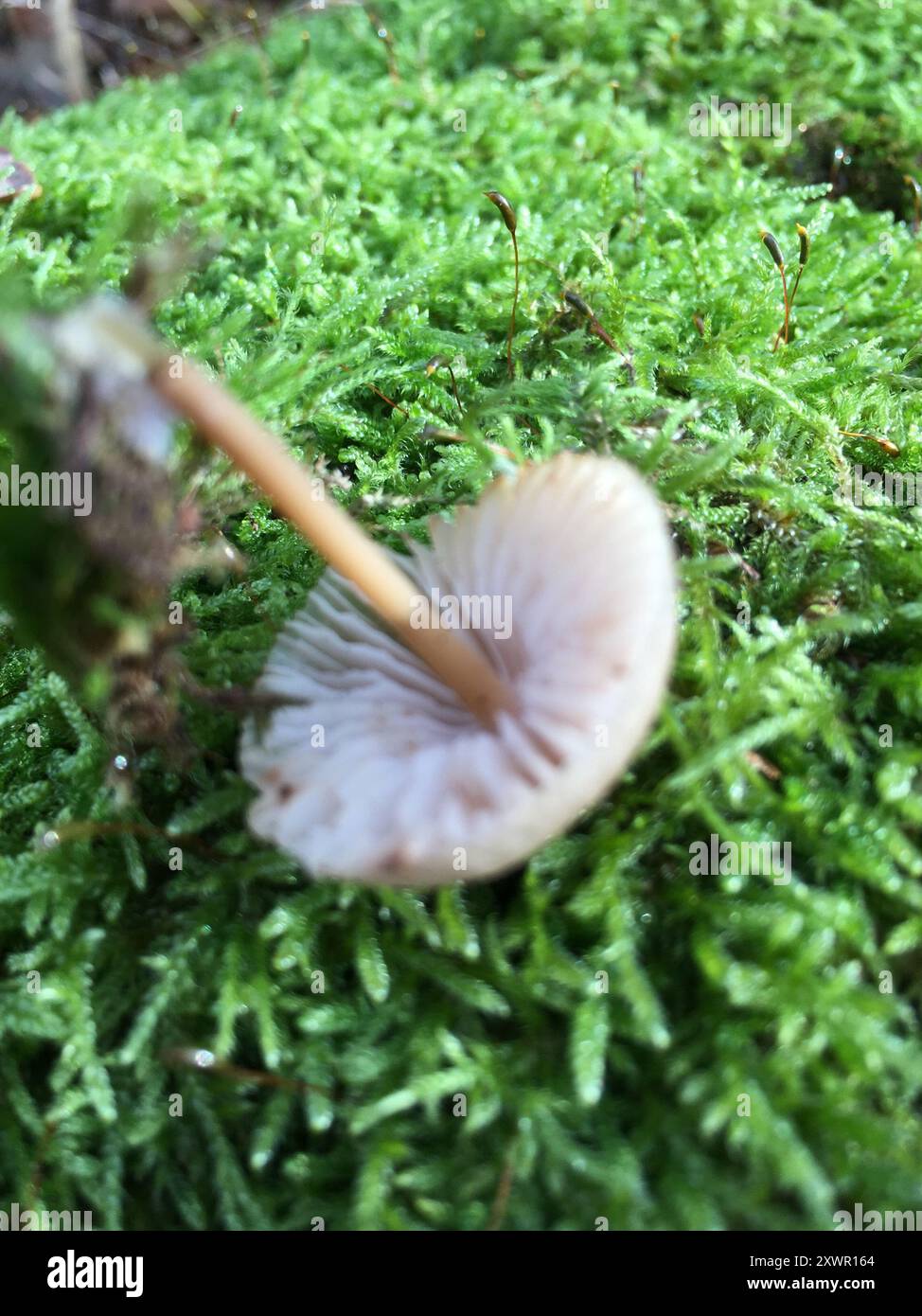 common bonnet (Mycena galericulata) Fungi Stock Photo - Alamy