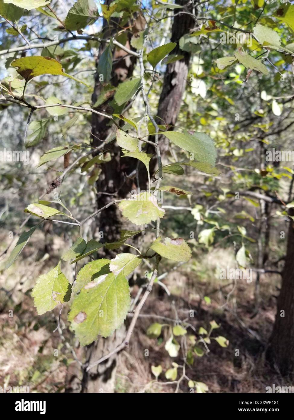 green hawthorn (Crataegus viridis) Plantae Stock Photo - Alamy