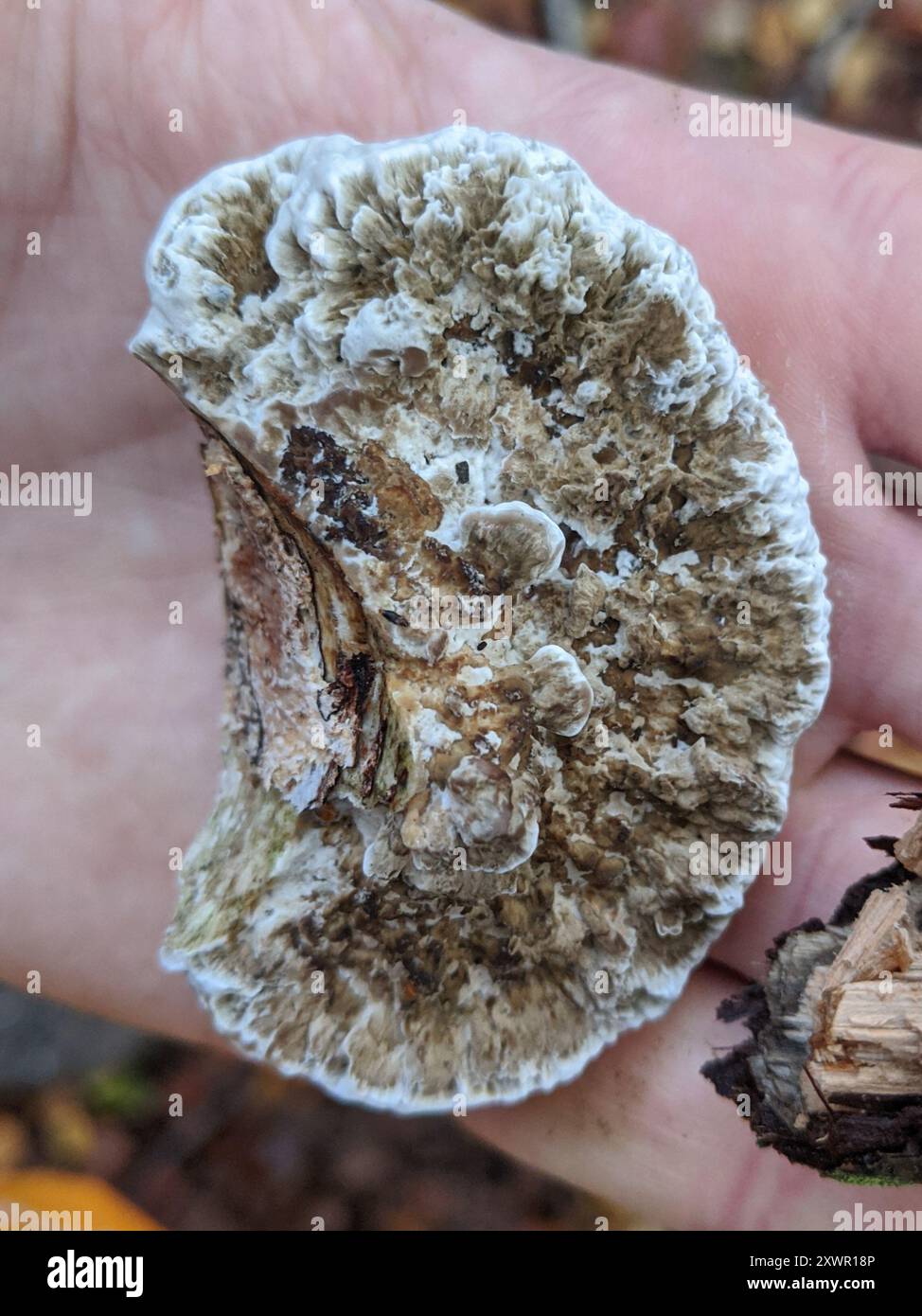 Thin-walled Maze Polypore (Daedaleopsis confragosa) Fungi Stock Photo - Alamy