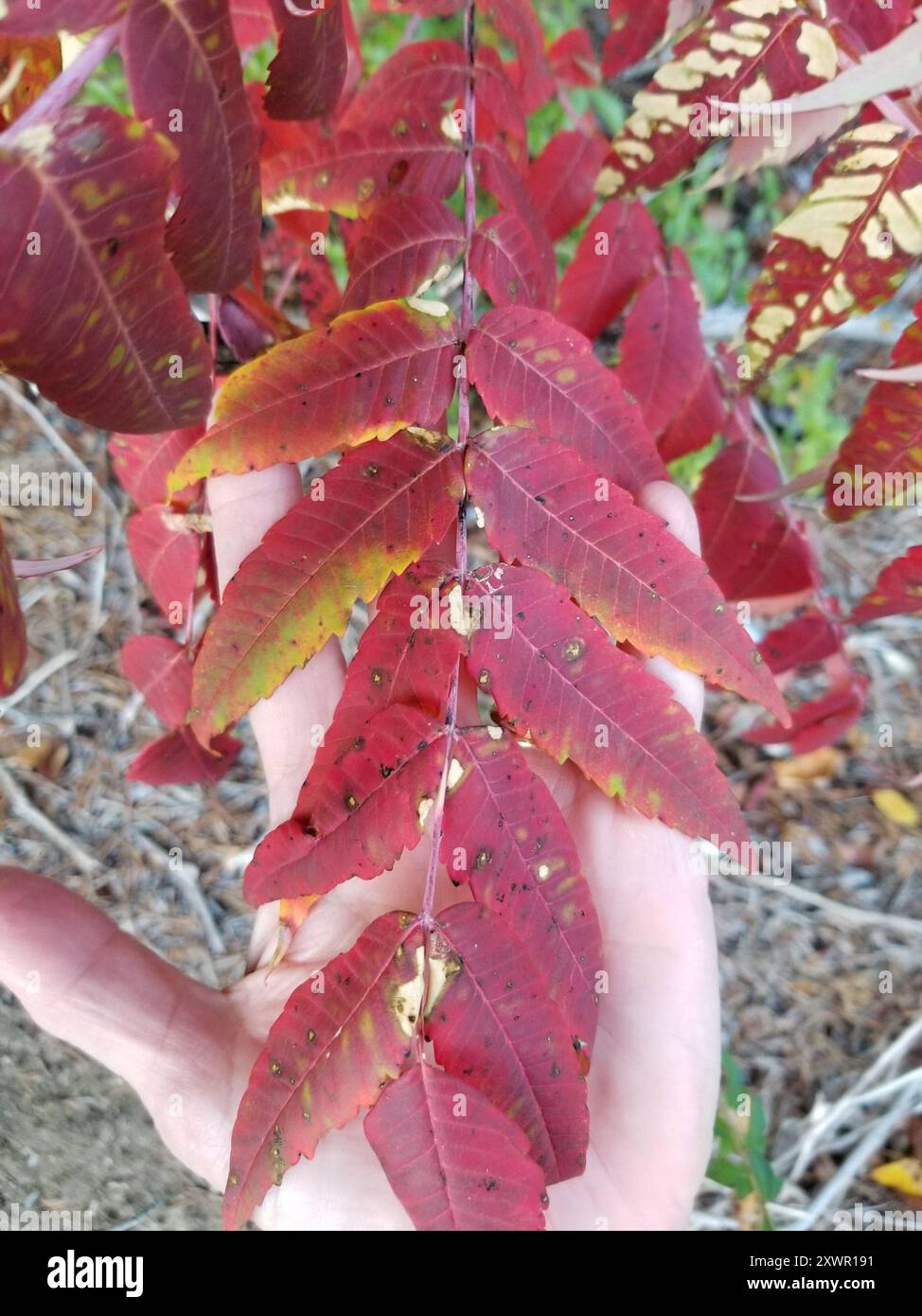 smooth sumac (Rhus glabra) Plantae Stock Photo - Alamy