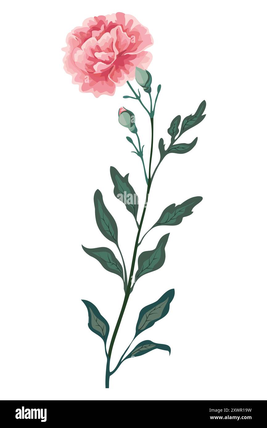 Canna Flower Vector Illustration. Minimal Canna lily Stock Vector Image ...