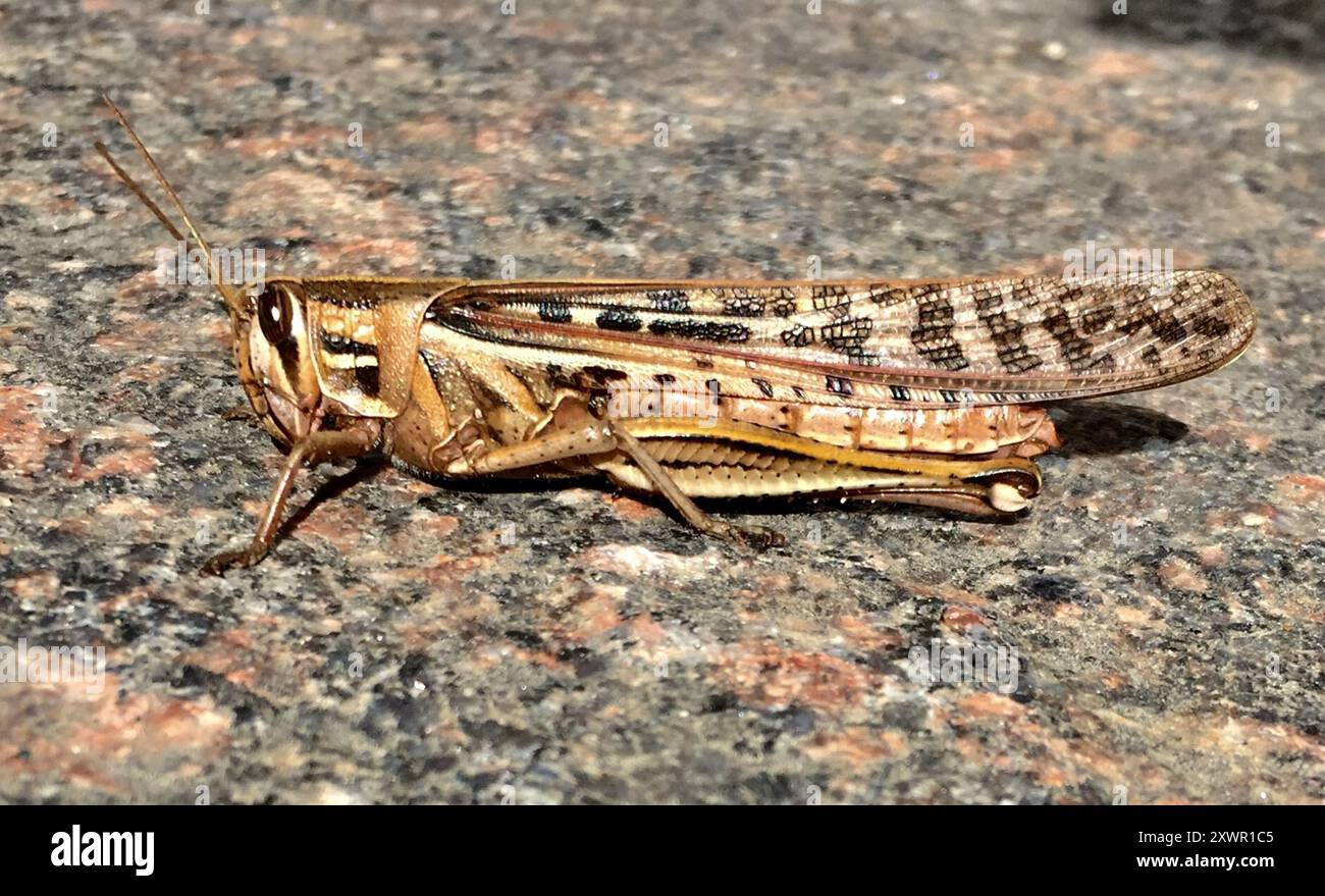 American Bird Grasshopper (Schistocerca americana) Insecta Stock Photo ...