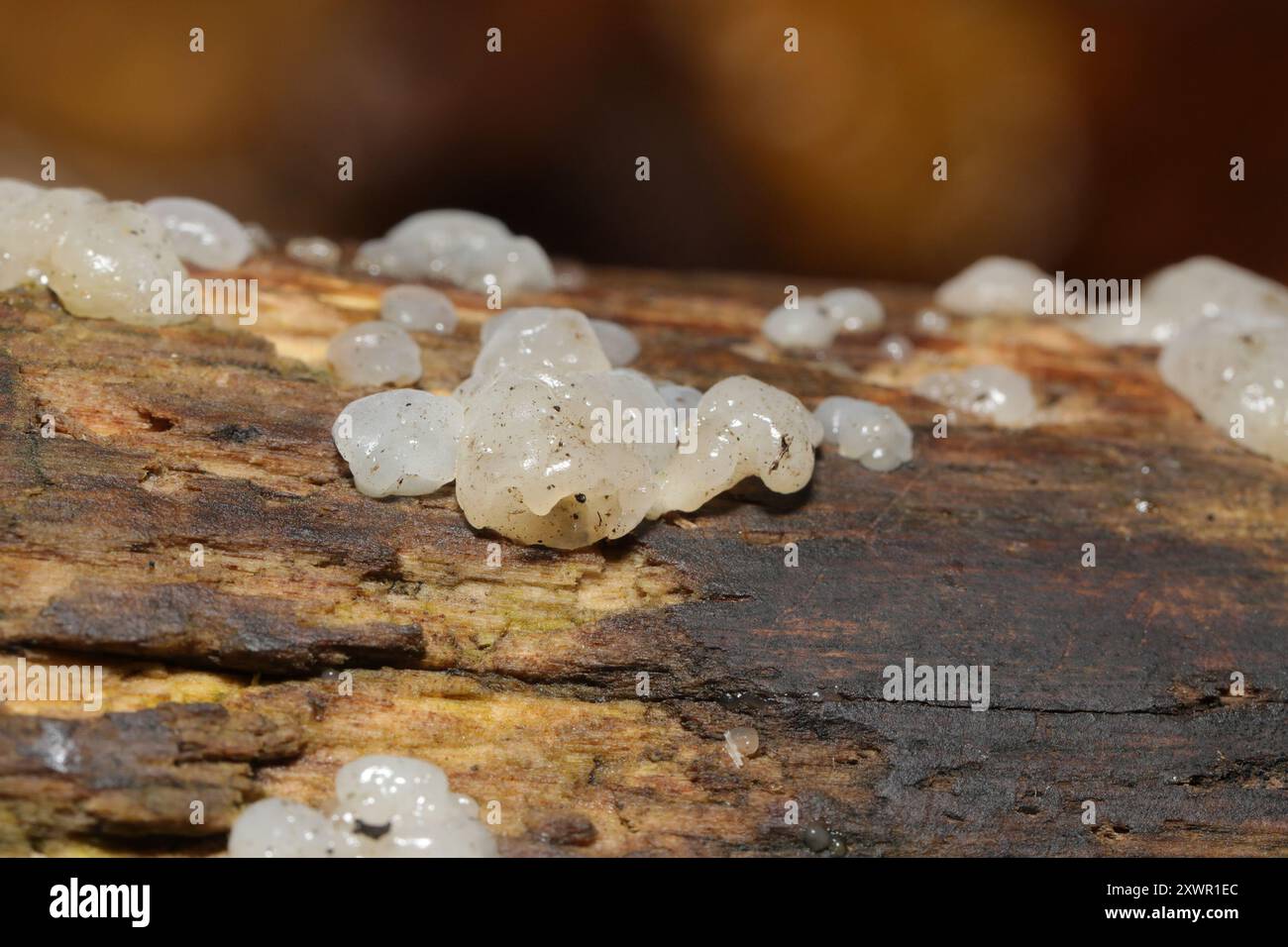 Exidia thuretiana hi-res stock photography and images - Alamy