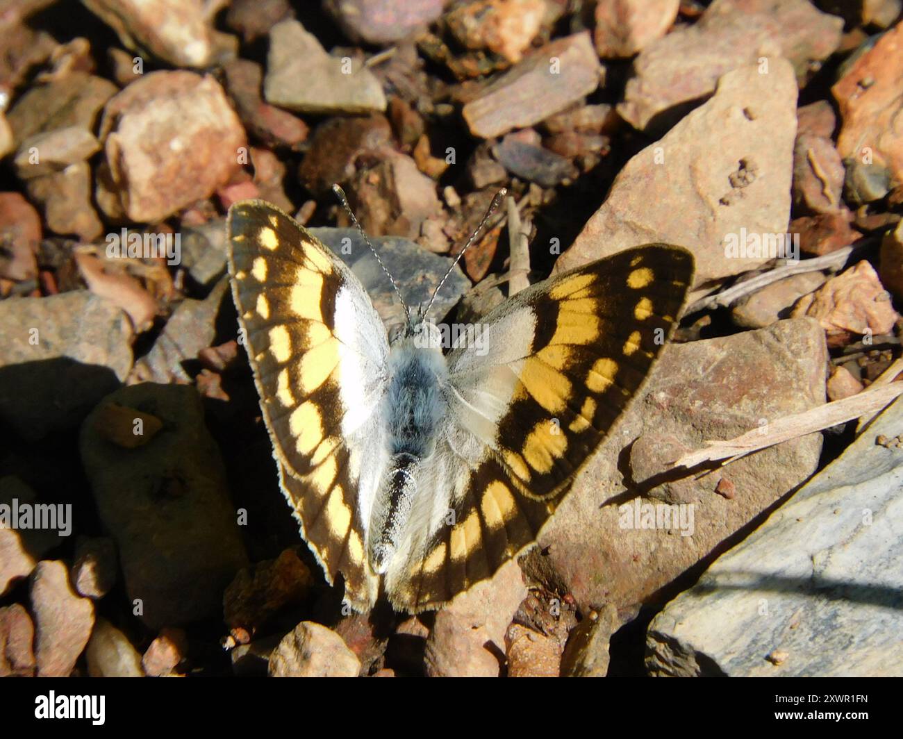 Colotis vesta hi-res stock photography and images - Alamy
