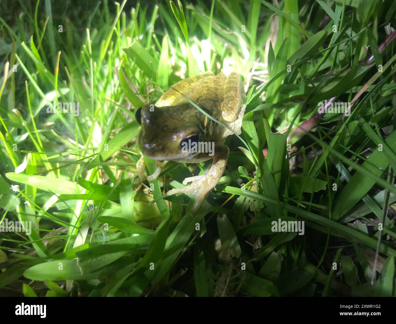 Montevideo Tree Frog (Boana pulchella) Amphibia Stock Photo - Alamy