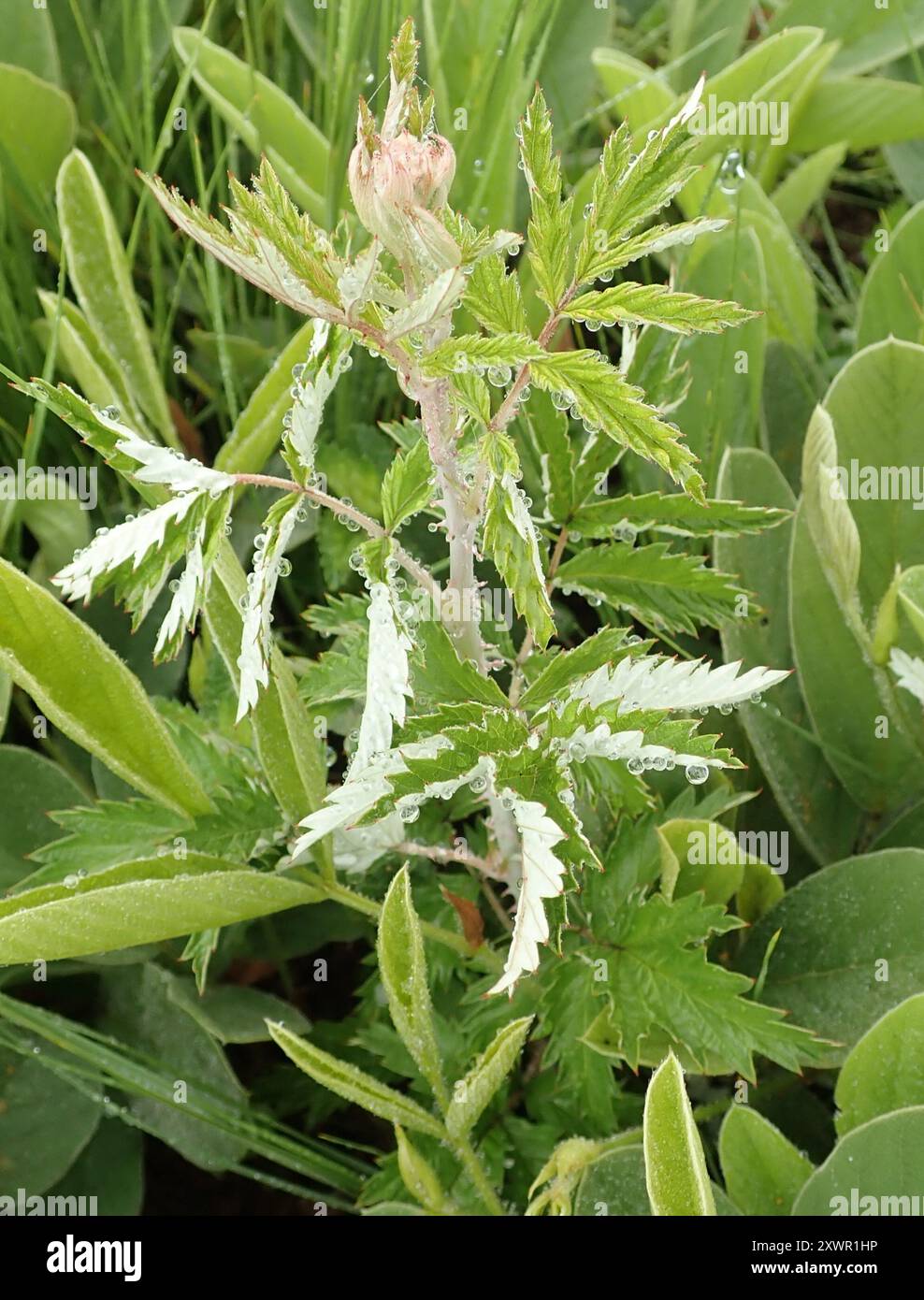 Silver Bramble (Rubus ludwigii) Plantae Stock Photo - Alamy