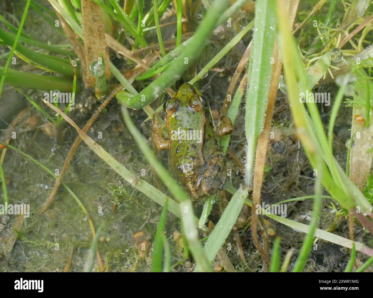 Water Frogs (Pelophylax) Amphibia Stock Photo - Alamy