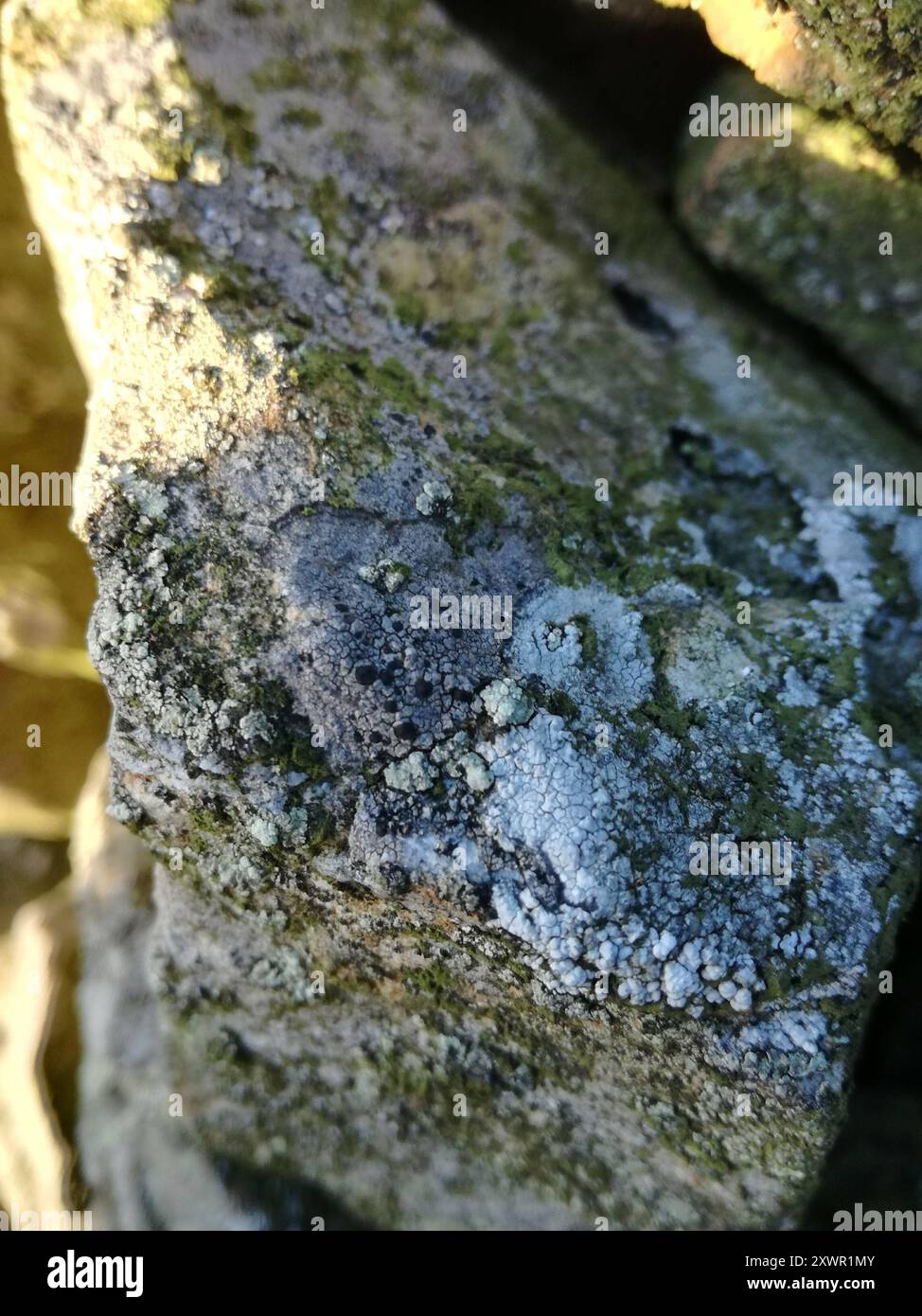 rim lichens, disc lichens, and allies (Lecanoraceae) Fungi Stock Photo ...