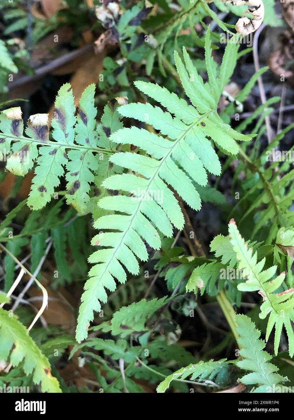 coastal woodfern (Dryopteris arguta) Plantae Stock Photo - Alamy