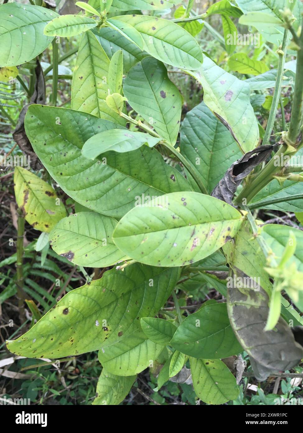 Showy Rattlebox (Crotalaria spectabilis) Plantae Stock Photo - Alamy